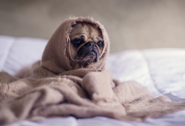 Dog Breeds That Burrow Under Blankets: Understanding Your Dog's Denning ...