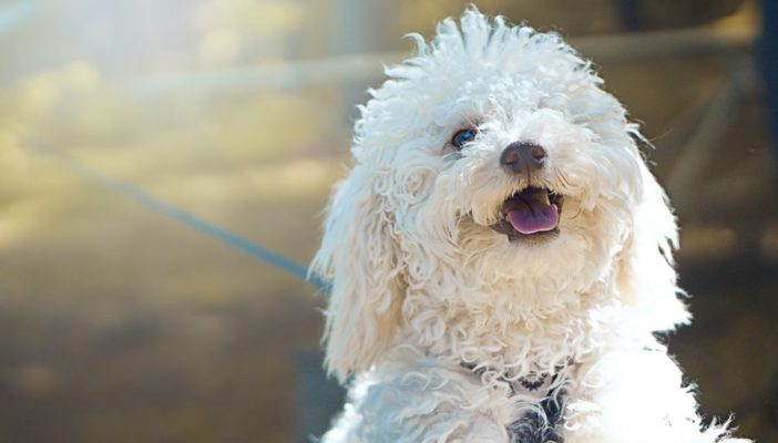 Cleanest Dog Breeds: Low-Maintenance Pals for Your Home