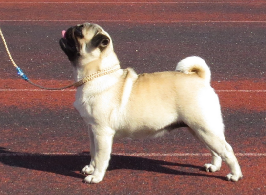 Dog Breeds With Curled Tails: The Spiraled Splendor of These Unique Pups