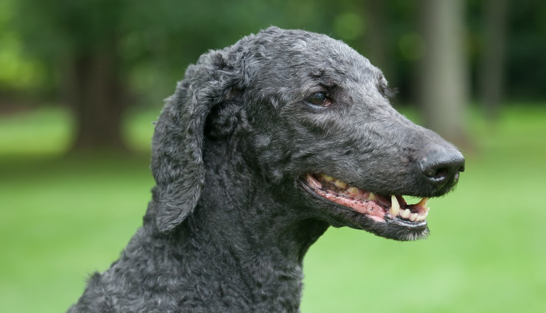 Blue Poodle: A Rare But Stunning Poodle Color