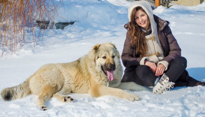 Georgian Dog Breeds: Exploring the Unique Dogs of the Georgian Region