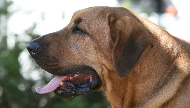 Danish Dog Breeds: Denmark's Pride in the Canine Community