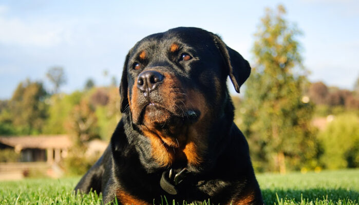 Dog Breeds with Big Heads: Meet the Large-Headed Pooches of the Canine ...