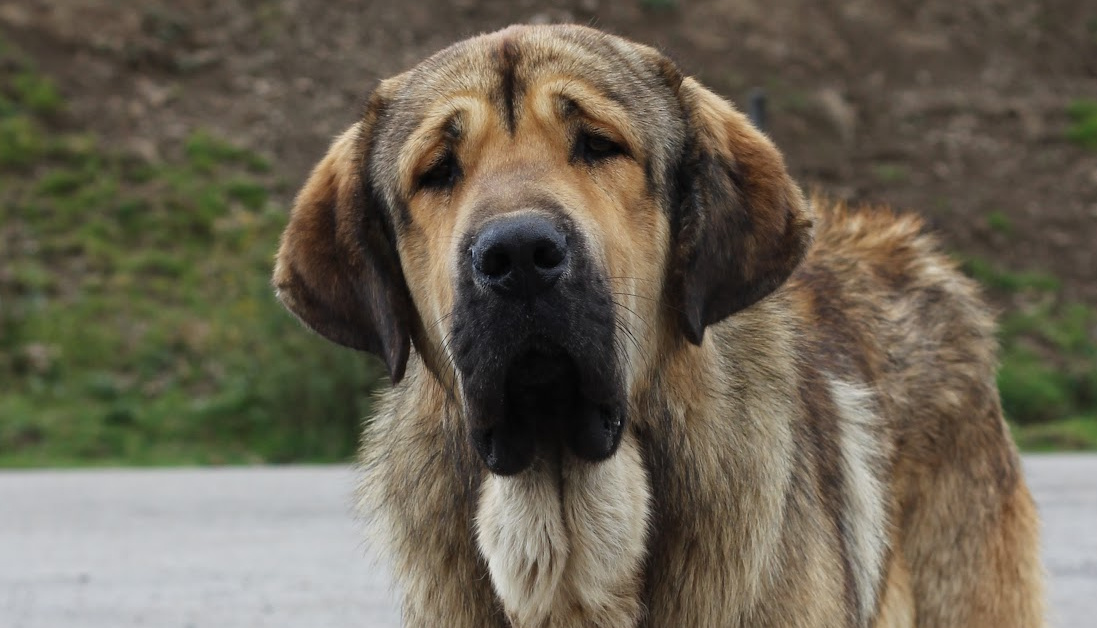Dog Breeds From Spain: Exploring the Rich Canine Heritage of Spain