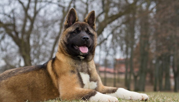 Alpha Dog Breeds: Leading the Pack with Dominance and Strength