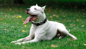 South American Dog Breeds: Exploring the Canine Diversity of the Continent