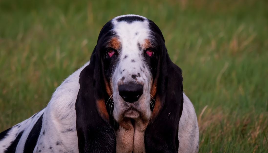 Loud Dog Breeds: A Guide to the Canines Known for Their Powerful Barks