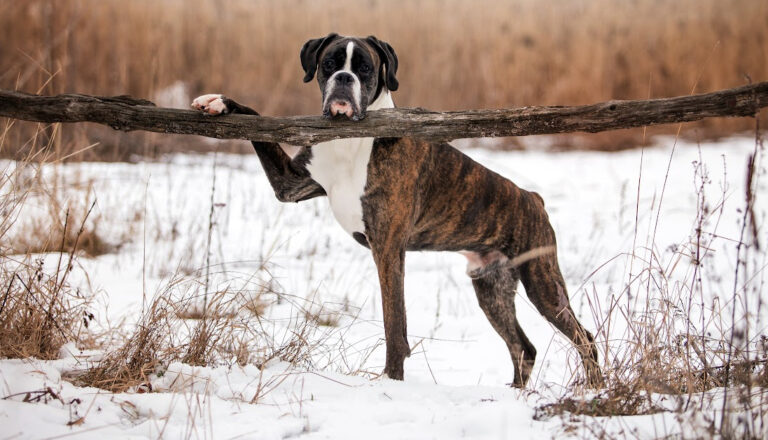 Deep Chested Dog Breeds: Identifying and Caring for Broad-Chested Canines