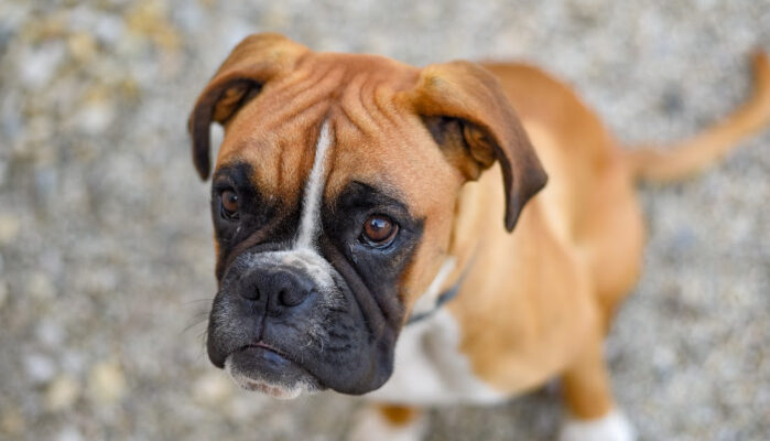 Short Hair Large Dog Breeds: Low Maintenance Giants for Your Home
