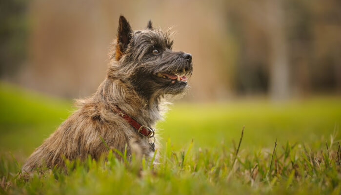 Scottish Dog Breeds: Celebrating Scotland's Canine Clans