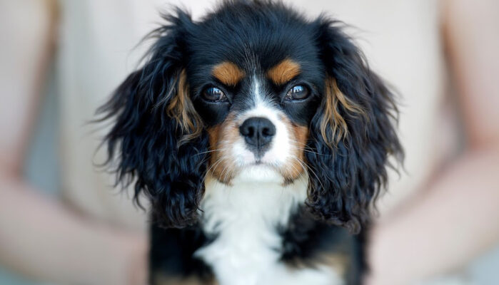 Royal Dog Breeds: Fit for a Queen's Canine Court