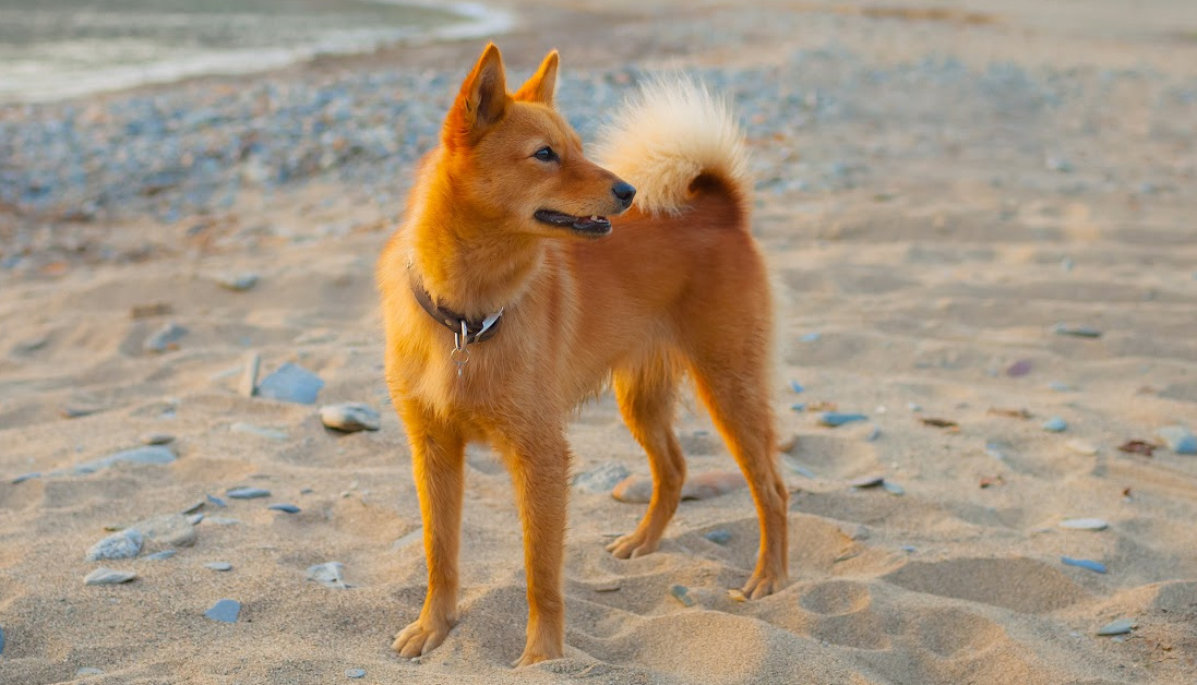 Medium-Sized Dog Breeds with Curly Tails: A Curated List of Unique ...