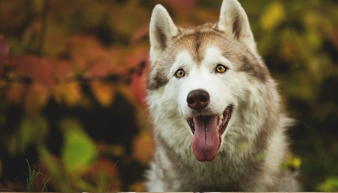 Most Stubborn Dog Breeds: Understanding the Independent-Minded Furry ...