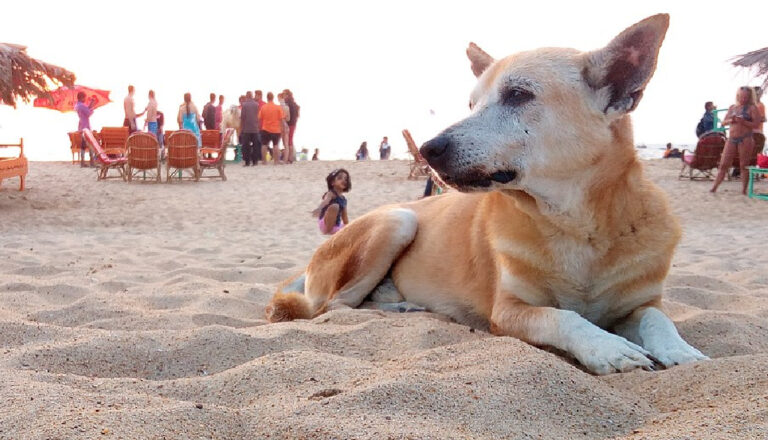 Dog Breeds Philippines: A Comprehensive Guide to Filipino Canine Breeds