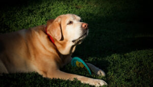 Pink Nose Dog Breeds: Uncover the Charm of Rosy-Nosed Pups