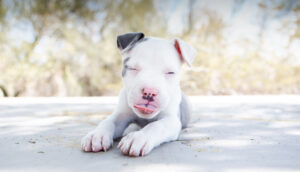 Pink Nose Dog Breeds: Uncover the Charm of Rosy-Nosed Pups
