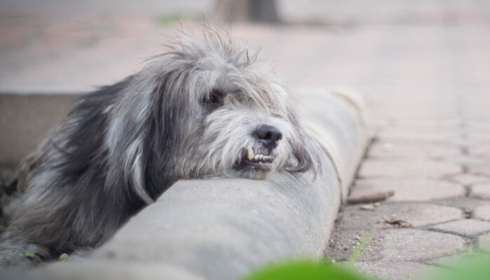 Polish Dog Breeds: Unveiling Poland's Finest Four-Legged Friends