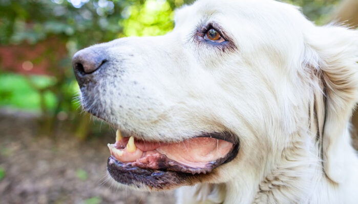 Polish Dog Breeds: Unveiling Poland's Finest Four-Legged Friends