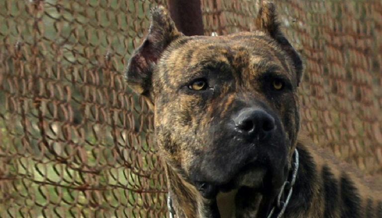 Puerto Rican Dog Breeds: Celebrating the Island's Canine Heritage