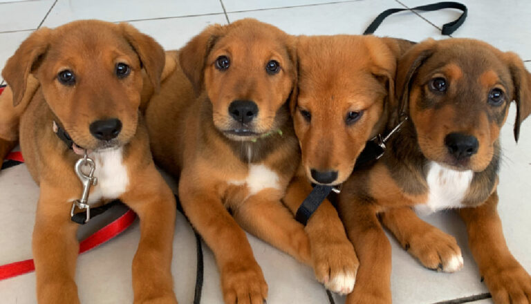 Puerto Rican Dog Breeds: Celebrating the Island's Canine Heritage