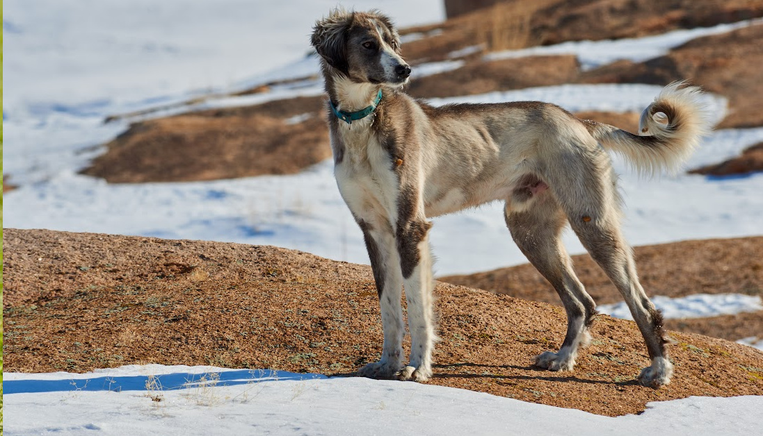 Tall Skinny Dog Breeds: Meet the Slender and Elegant Canine Companions
