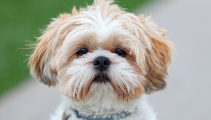 Dog Breeds Philippines: A Comprehensive Guide to Filipino Canine Breeds