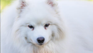 Medium Energy Dog Breeds: Perfect Balance for Active Families