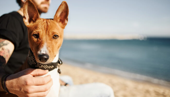13 African Dog Breeds: Exploring the Rich Canine Heritage of Africa