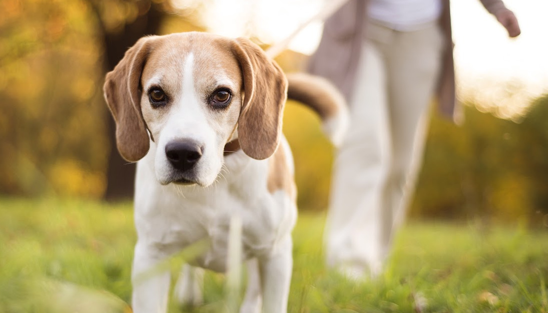 Most Stubborn Dog Breeds: Understanding the Independent-Minded Furry ...