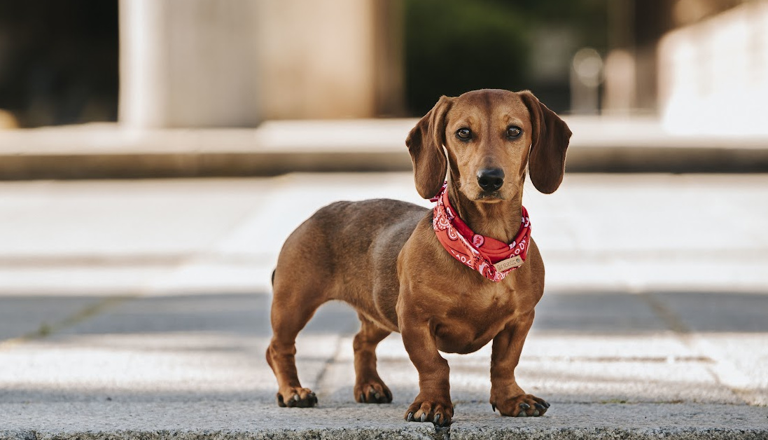 Smartest Small Dog Breeds: Meet the Tiny Einsteins of the Canine World