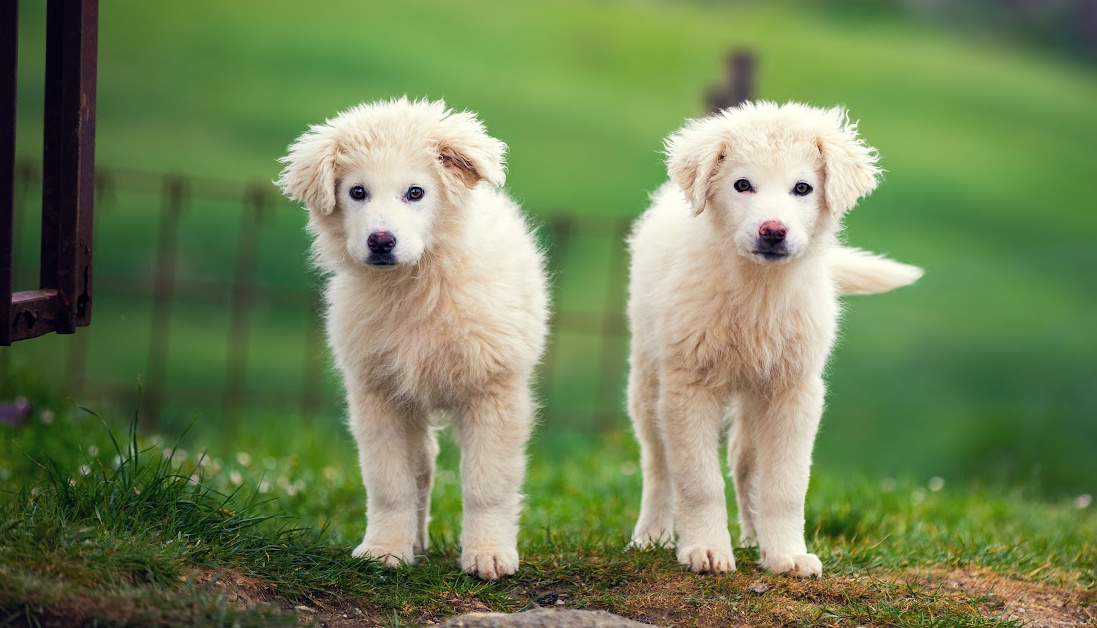 Big White Fluffy Dog Breeds: A Guide